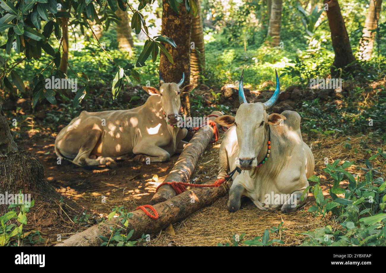 White cow with horns india hi-res stock photography and images - Alamy