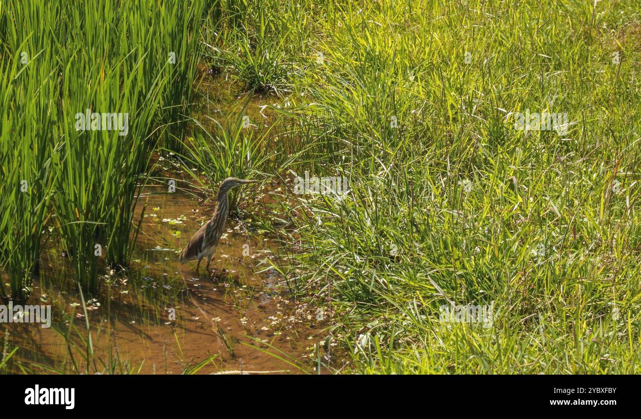 Rural rice paddies in india hi-res stock photography and images - Alamy