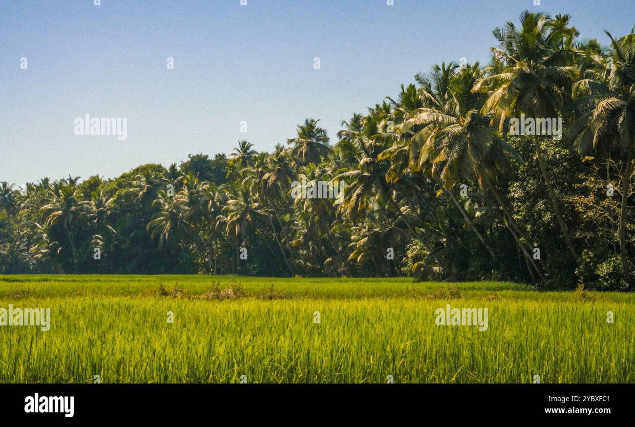 Field with coconut trees hi-res stock photography and images - Alamy