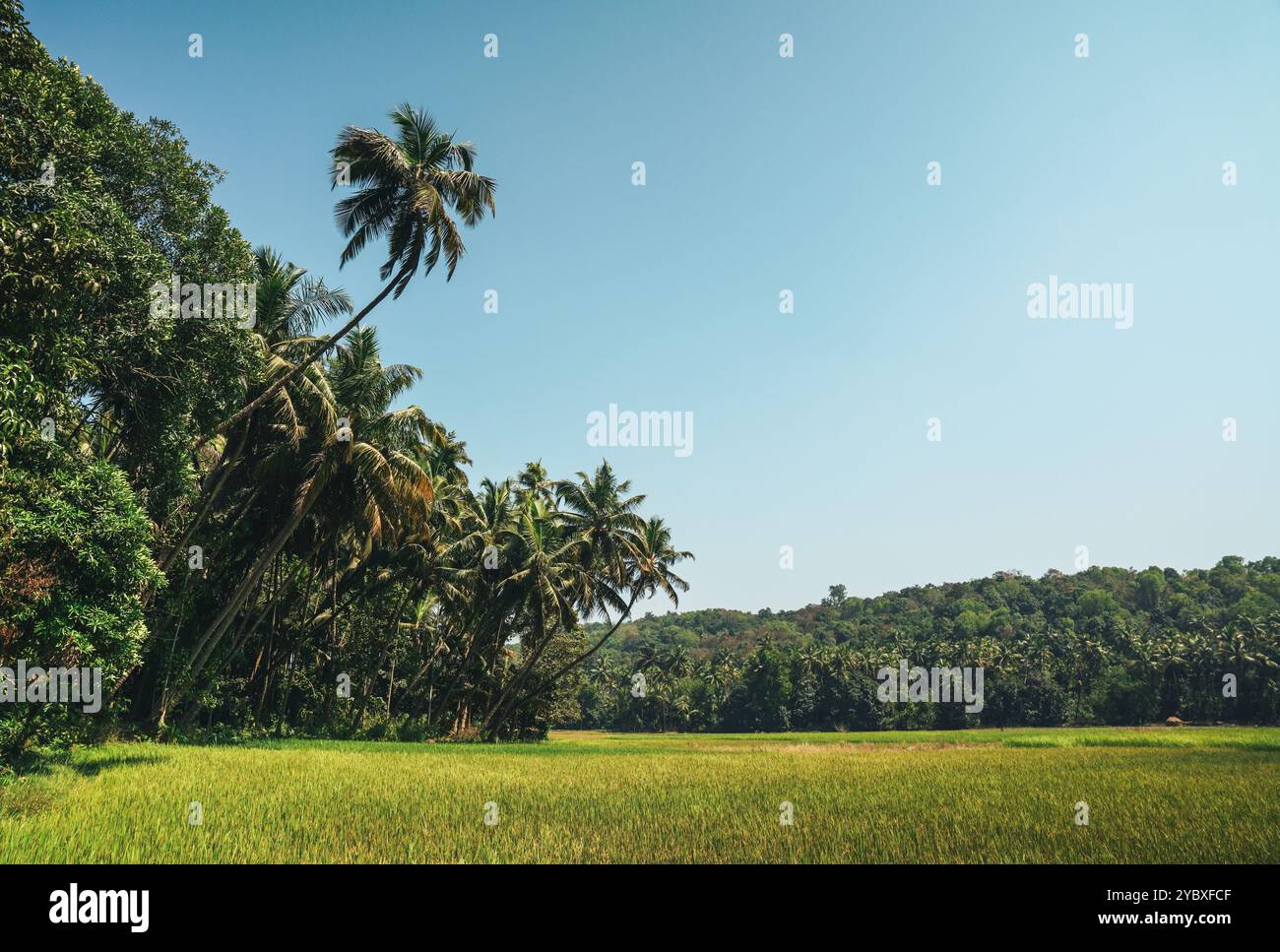 Surrounded by tropical coconut trees hi-res stock photography and ...