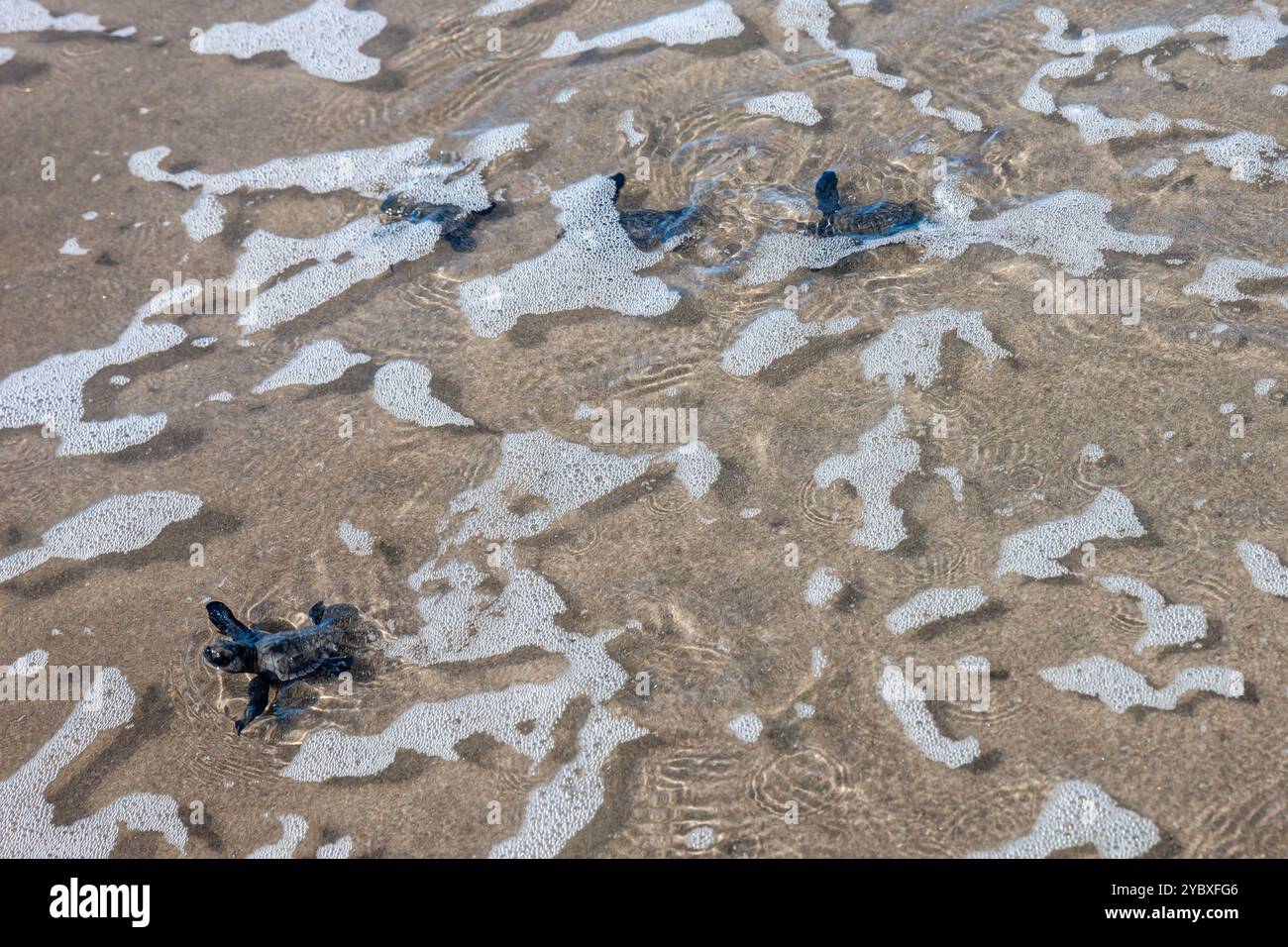 El Salvador, La Puntilla, Isla de Tasajera, Releasing Olive ridley sea ...