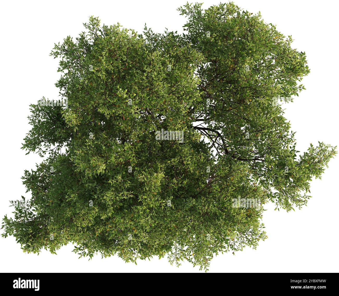Oak tree top plan view hi-res stock photography and images - Alamy