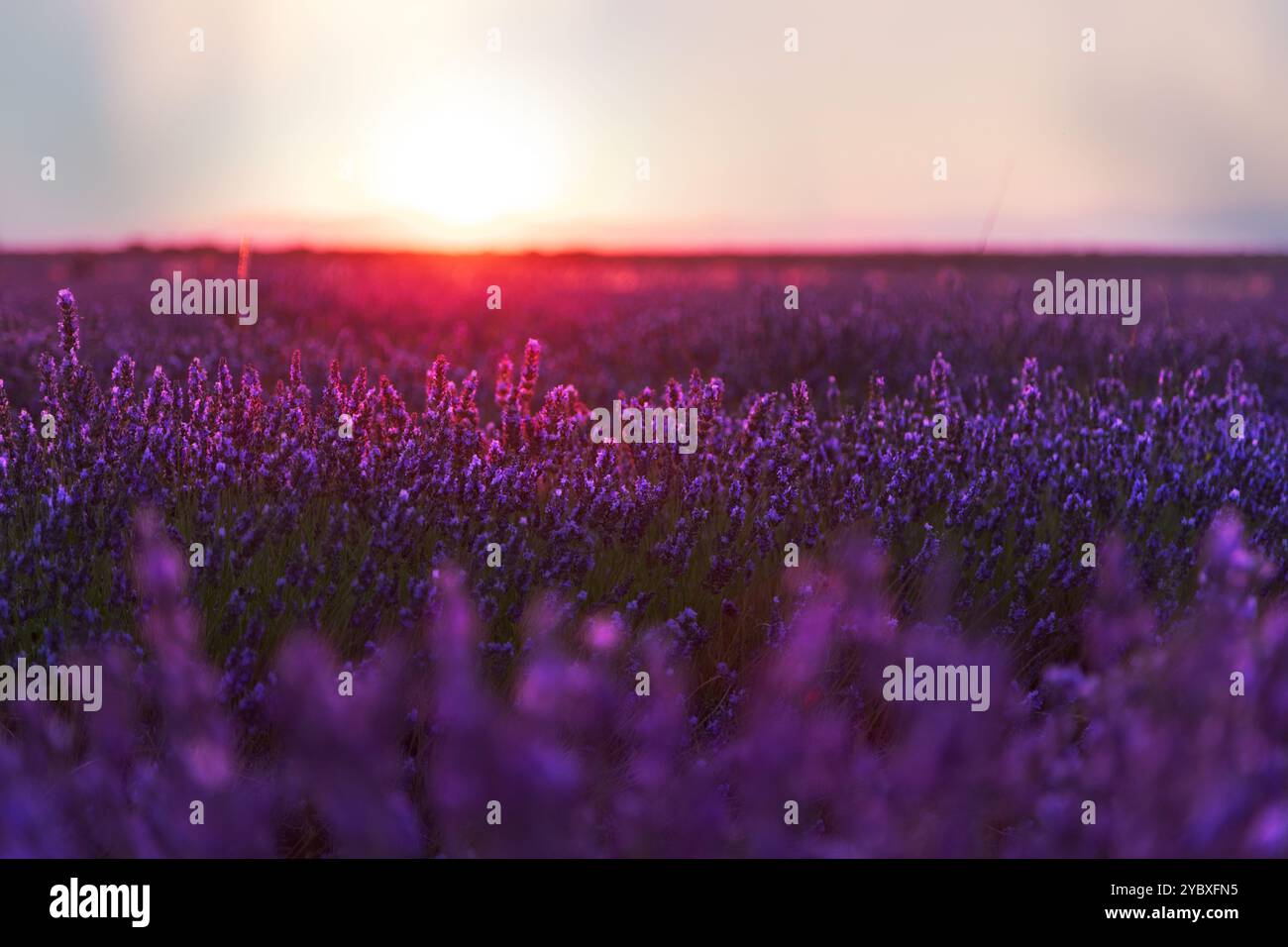 Lavender field sunset landscape hi-res stock photography and images - Alamy