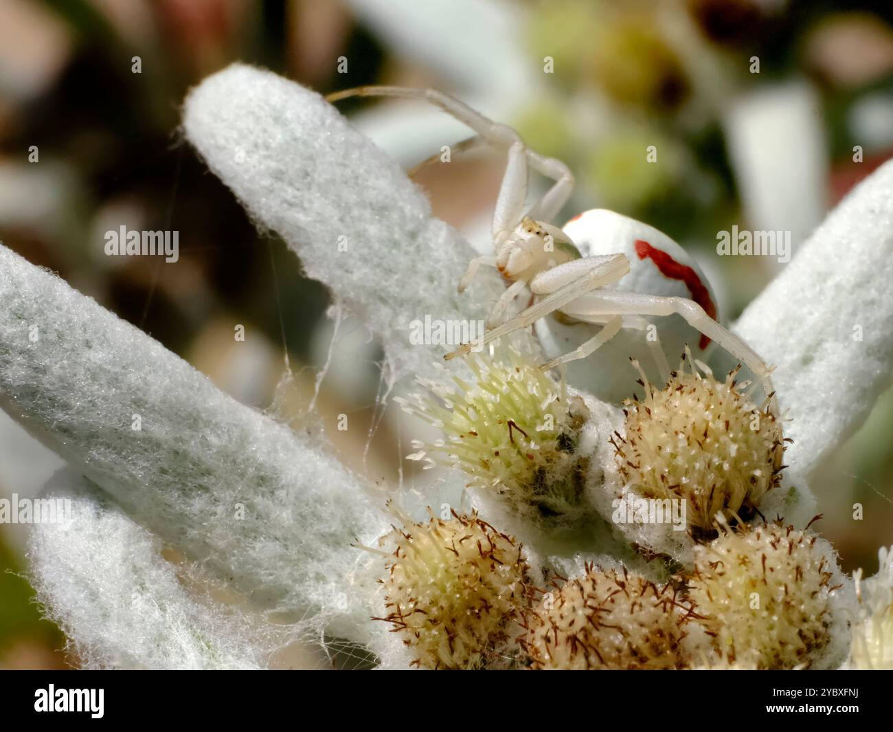 Orange stripe spider hi-res stock photography and images - Alamy