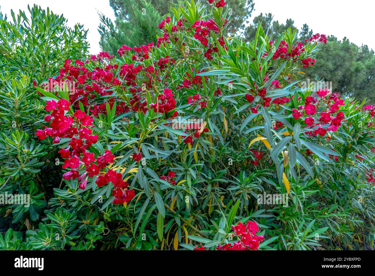 Rural essence hi-res stock photography and images - Alamy