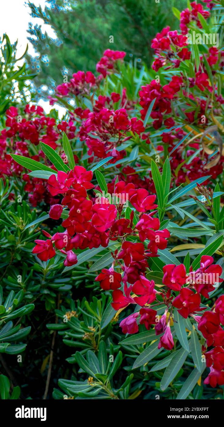 Rural essence hi-res stock photography and images - Alamy