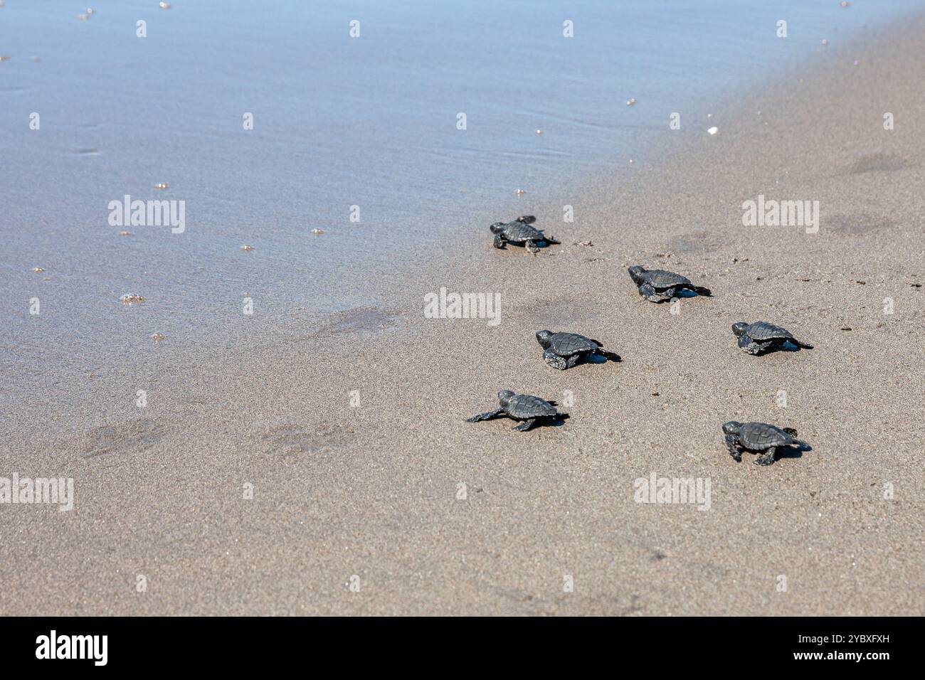 El Salvador, La Puntilla, Isla de Tasajera, Releasing Olive ridley sea ...