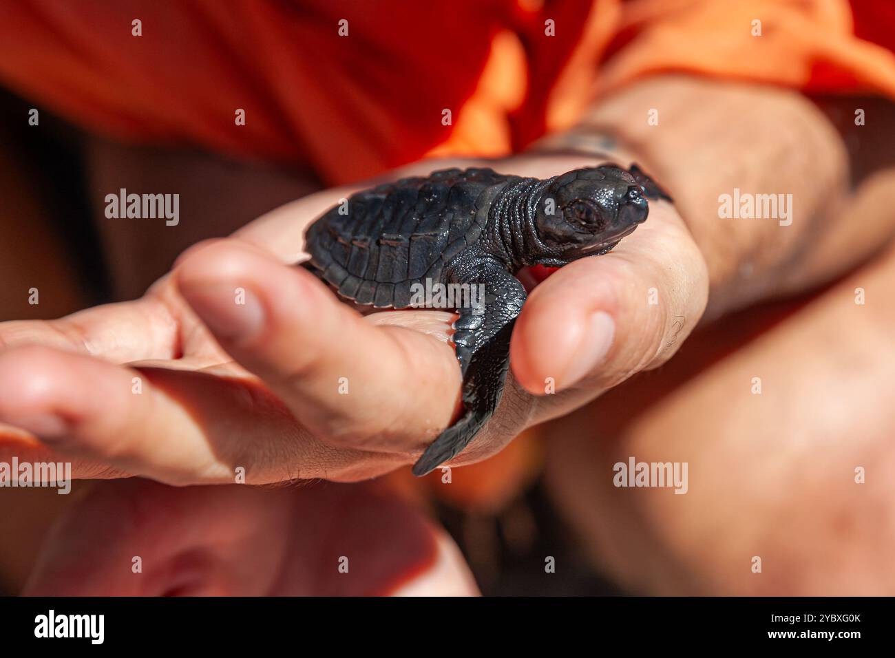 El Salvador, La Puntilla, Isla de Tasajera, Releasing Olive ridley sea ...