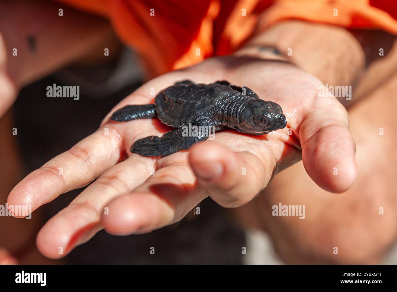 El Salvador, La Puntilla, Isla de Tasajera, Releasing Olive ridley sea ...