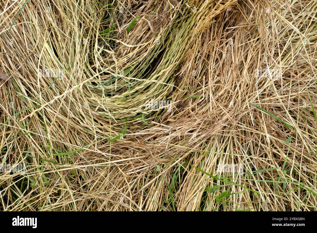 dry hay for animal feeding, Dehydrated Dried Grass for hay production ...