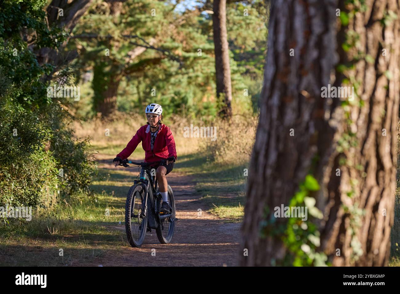 Lighthouse in pine tree hi-res stock photography and images - Alamy