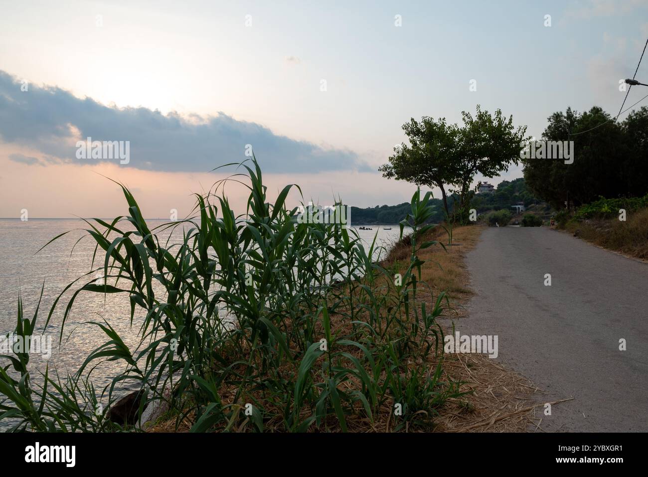Tall grass waves in hi-res stock photography and images - Alamy