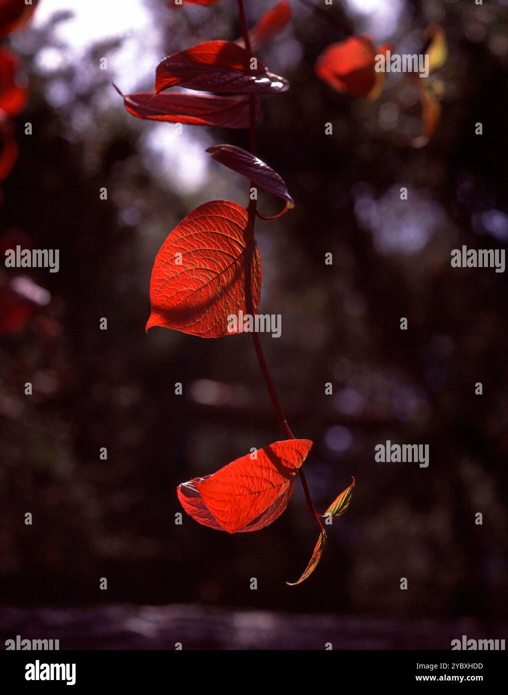 Coral dogwood in autumn colors Stock Photo - Alamy