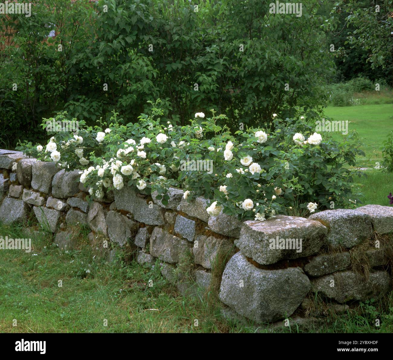 Rose garden stone wall hi-res stock photography and images - Alamy