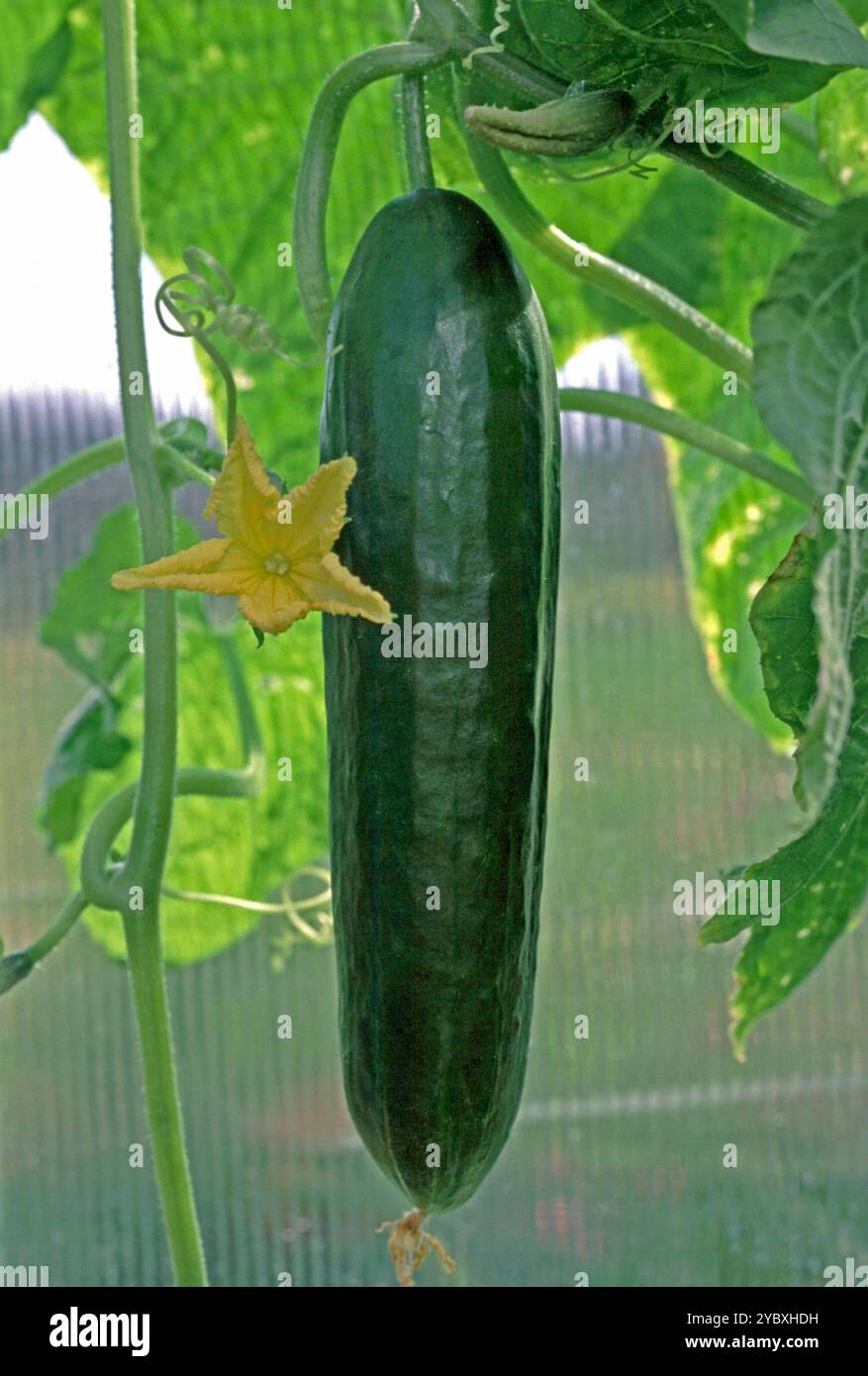 How does cucumber grow hi-res stock photography and images - Alamy