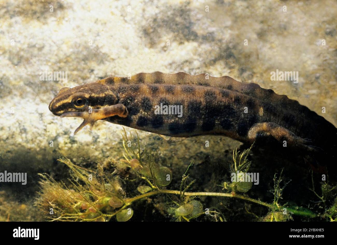 Salamander in water Stock Photo - Alamy