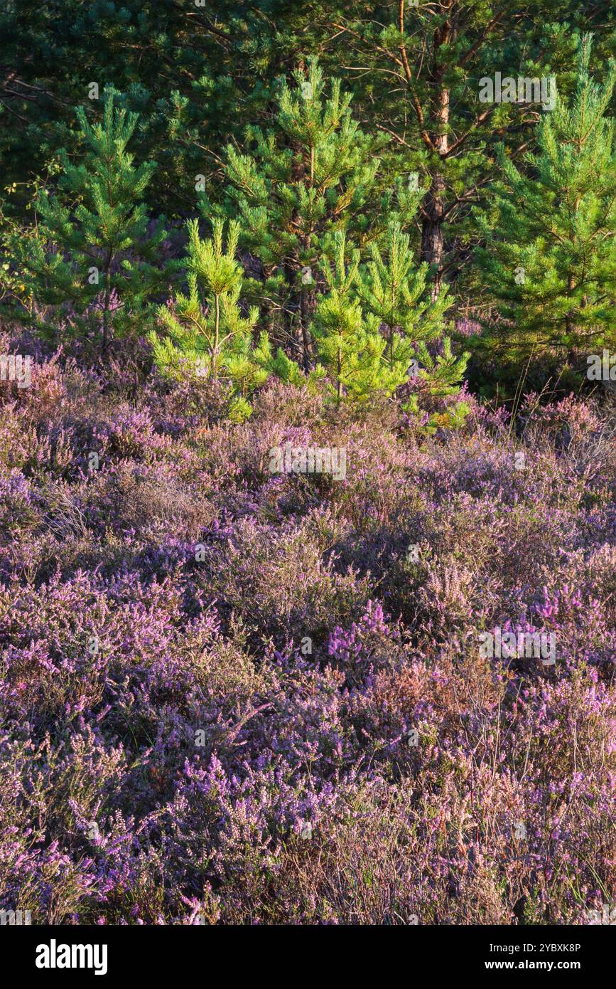 Heather in full bloom hi-res stock photography and images - Alamy