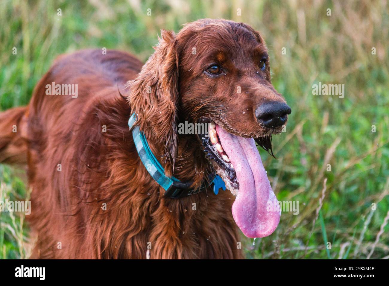Brown irish setter walking hi-res stock photography and images - Alamy