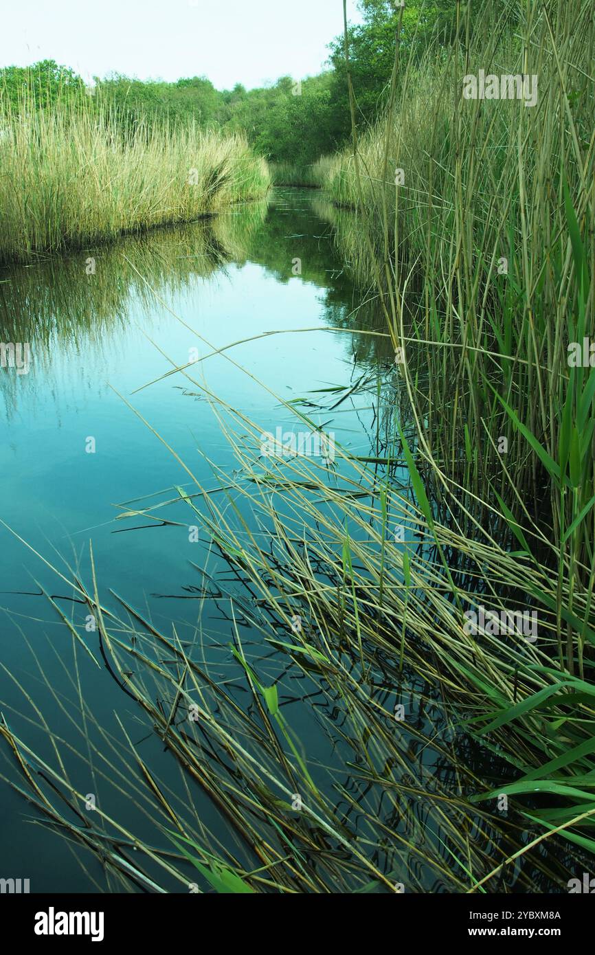 A dyke on the Norfolk Broads, Norfolk, England UK showing the ...