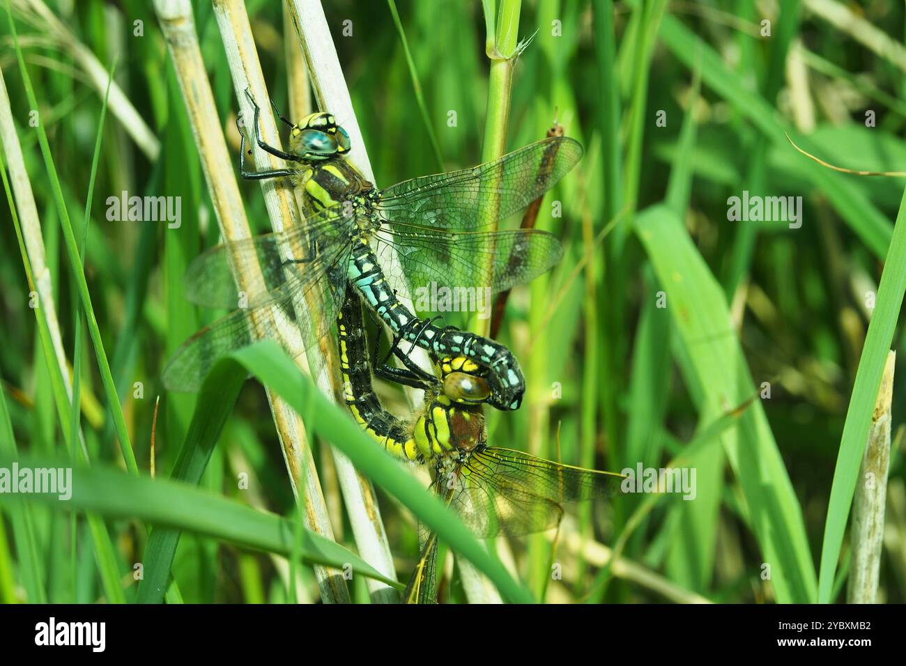 Mating southern hawker dragonflies hi-res stock photography and images ...