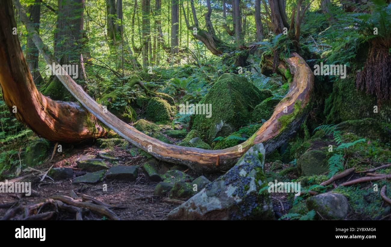 The Tateshina-Genseirin Primeval Forest, located in Nagano Prefecture ...
