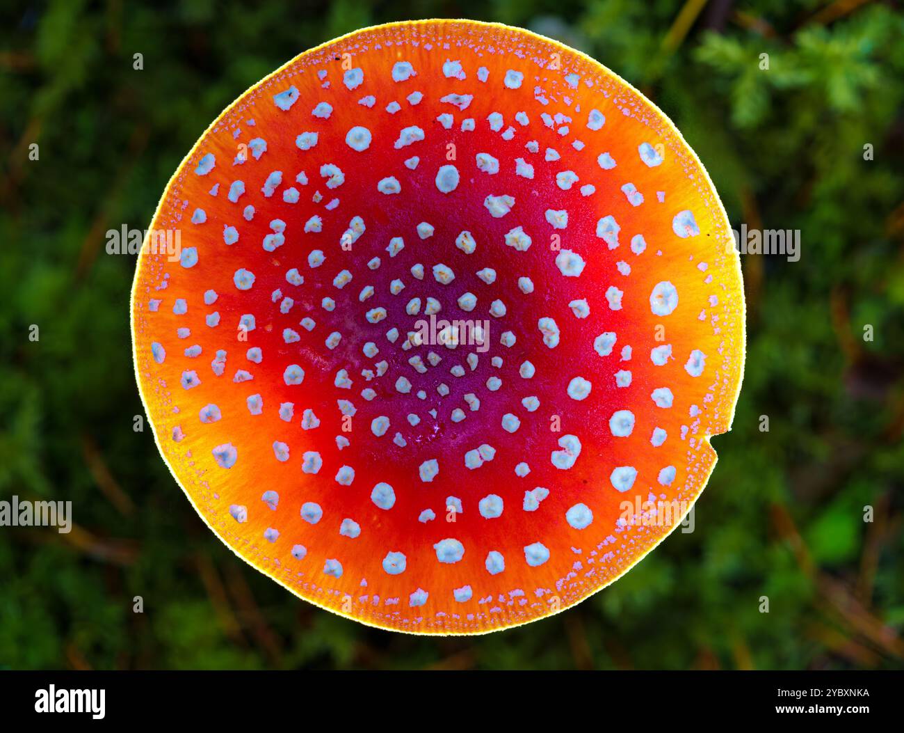 Fungal patterns hi-res stock photography and images - Alamy