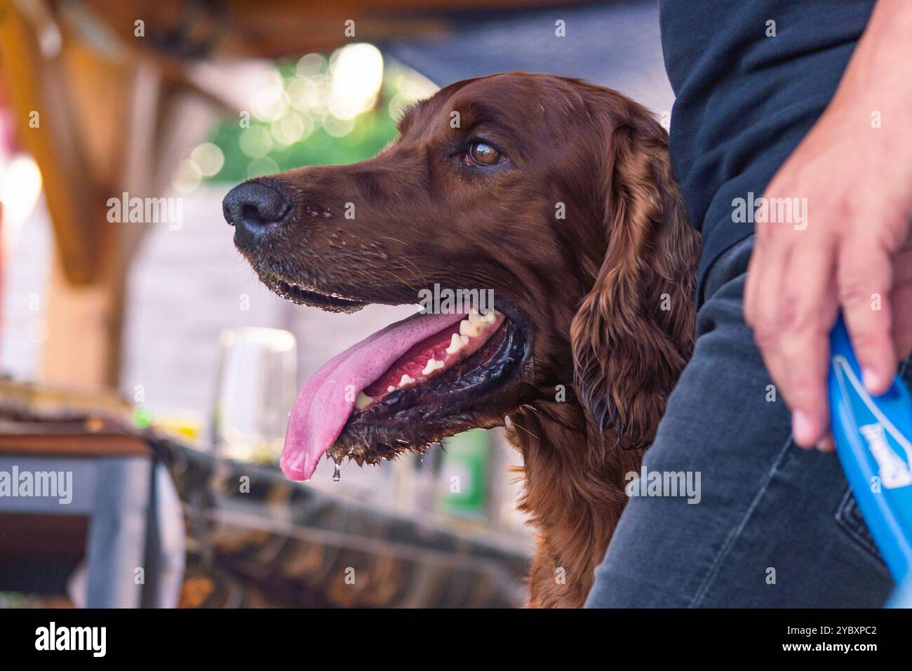 Long tongue drooling hi-res stock photography and images - Alamy