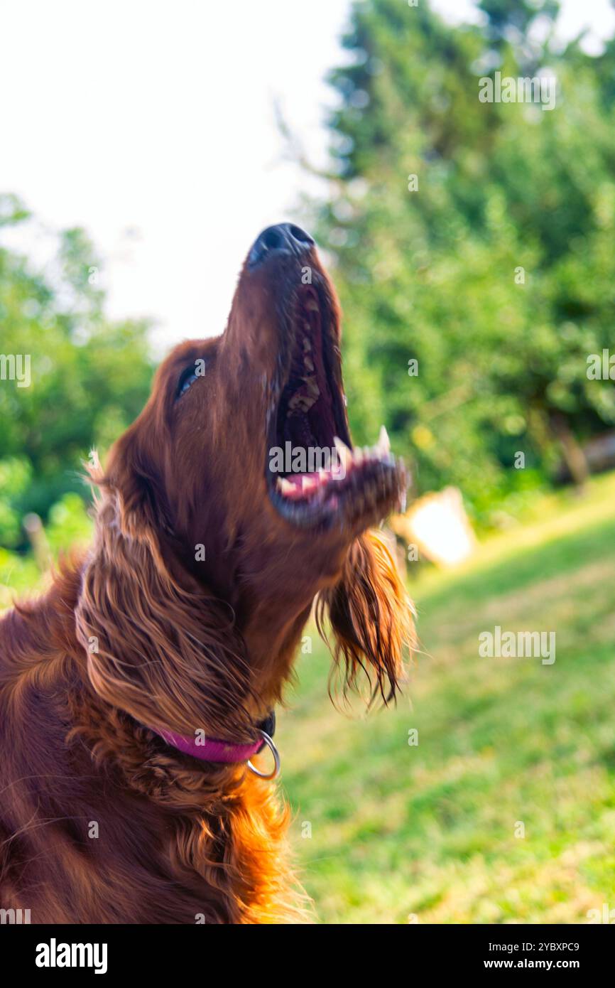 Hunting dog irish setter hi-res stock photography and images - Alamy