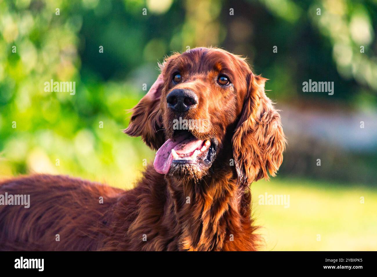 Brown irish setter walking hi-res stock photography and images - Alamy