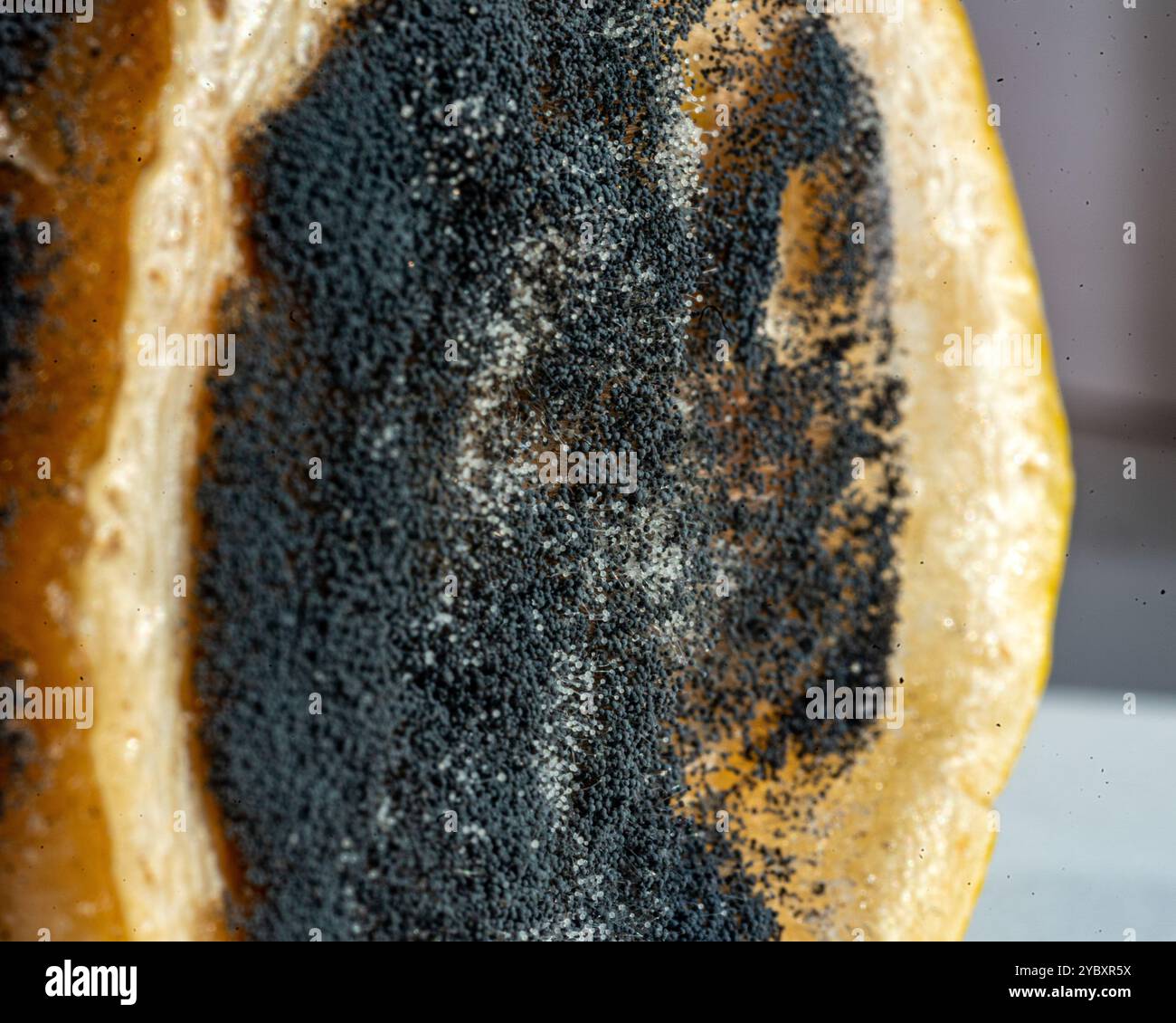 Microscopic fungi hi-res stock photography and images - Alamy