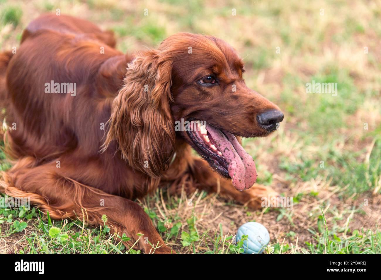 Hunting dog irish setter hi-res stock photography and images - Alamy