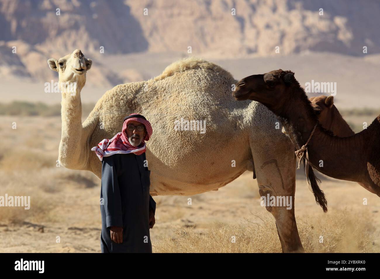 Wadi Rum, Jordan. 11th Oct, 2024. A Bedouin is pictured with his camels ...