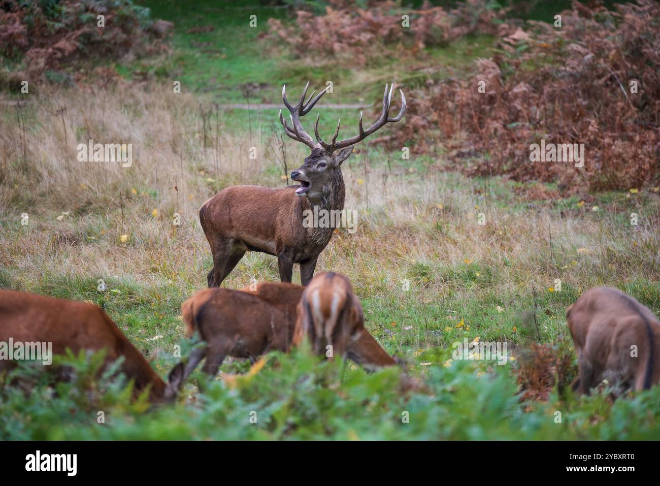 Beautiful image of red deer stag and does Cervus Elaphus in Autumn Fall ...