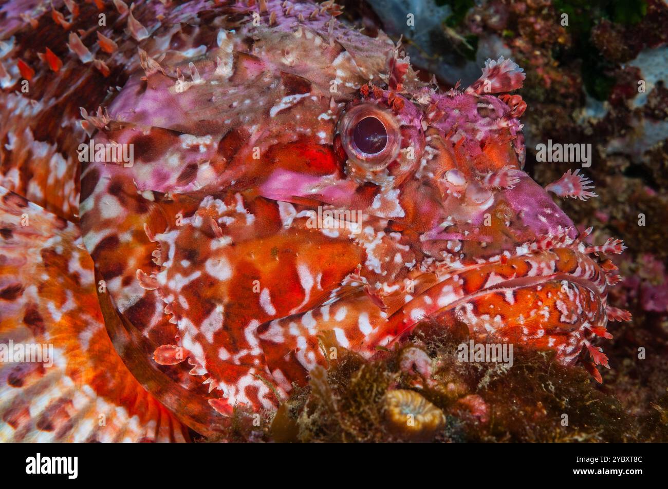 Bigscale scorpionfish scorpaena scrofa hi-res stock photography and ...