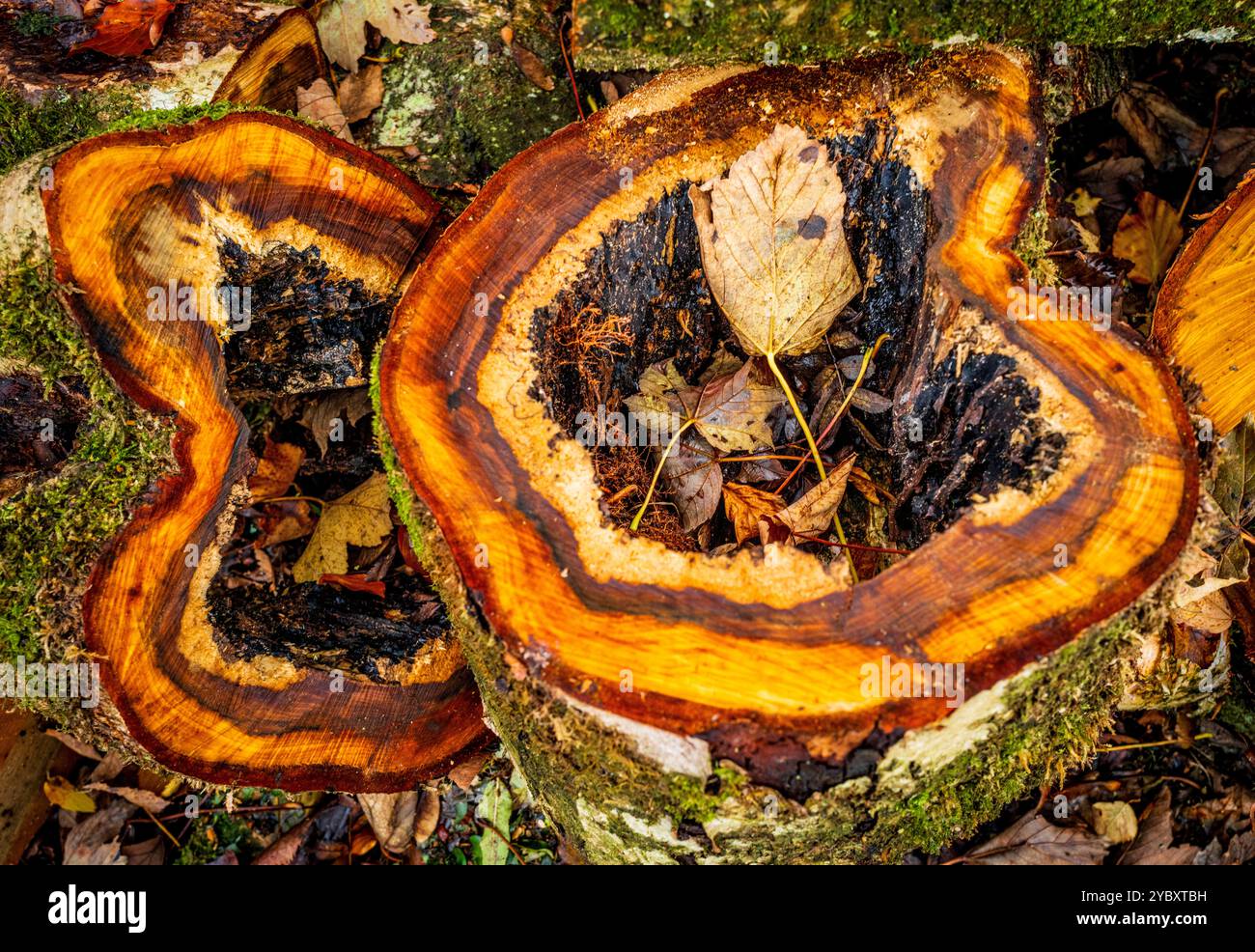 Dead tree logs hi-res stock photography and images - Alamy