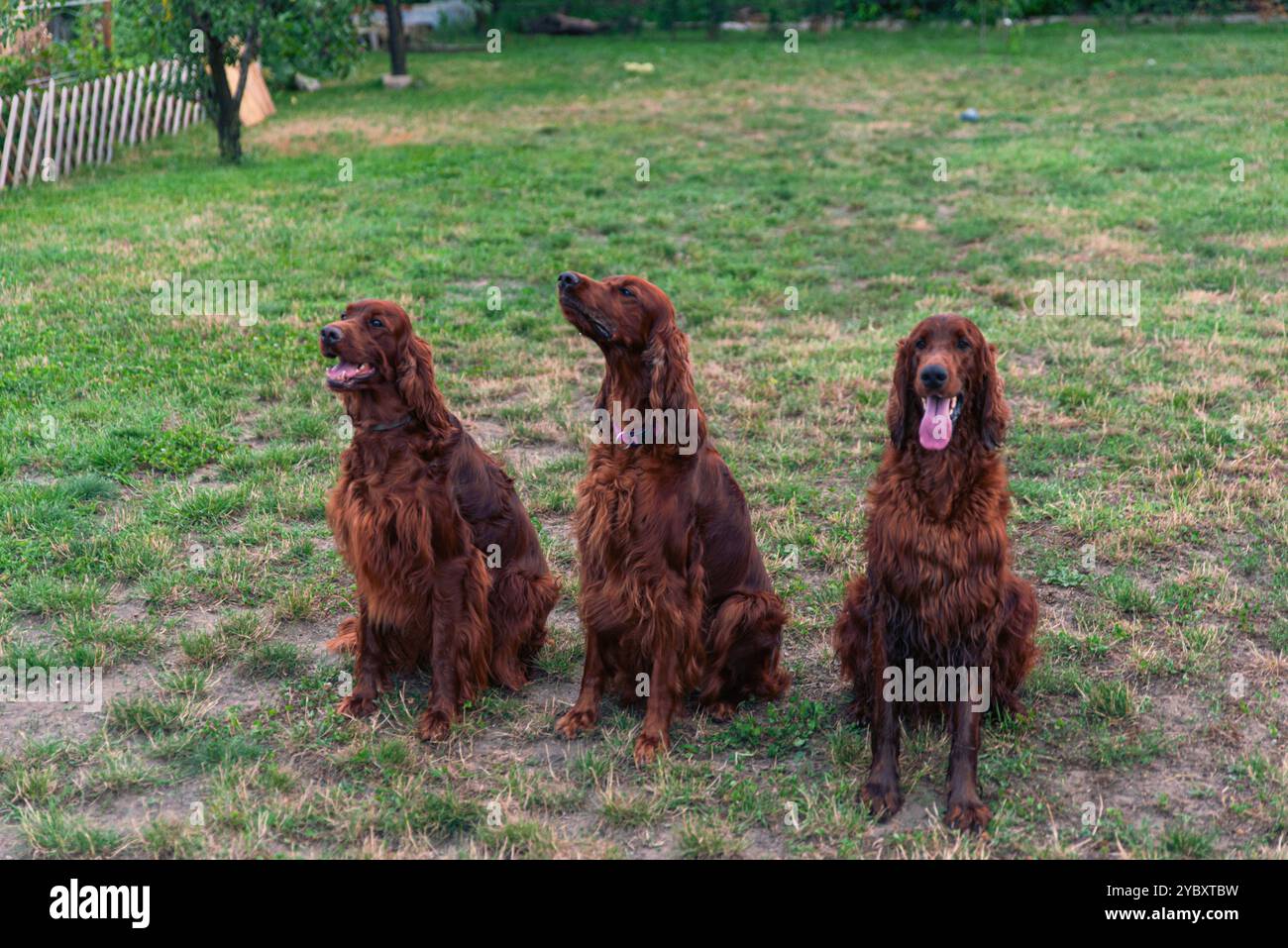 Brown irish setter walking hi-res stock photography and images - Alamy