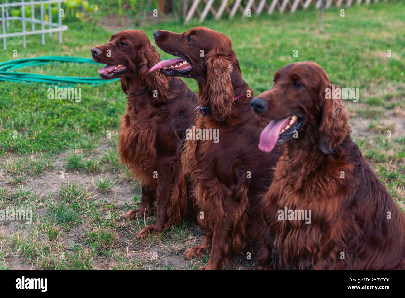 Dog breed red irish setter hi-res stock photography and images - Alamy