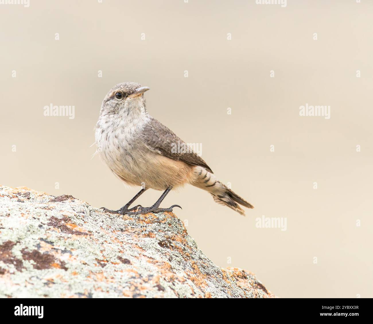 Rock wren small bird hi-res stock photography and images - Alamy