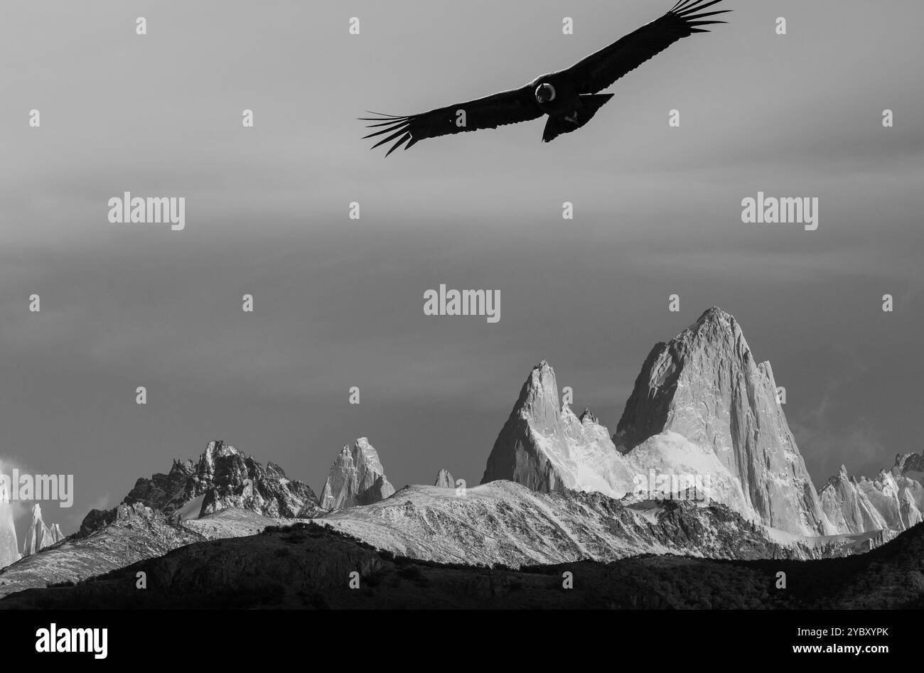 Andean Condor flying over Cerro Torre peak, Patagonia, Argentina Stock ...