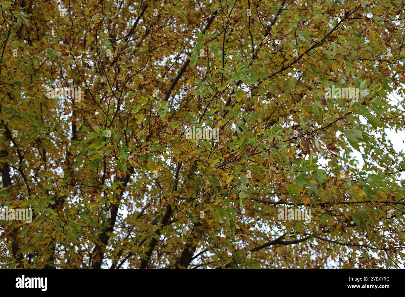 Branches of an Emerald Maple tree, with leaves changing from green to ...