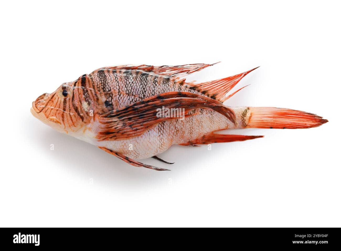Lionfish isolatede on white background Stock Photo - Alamy