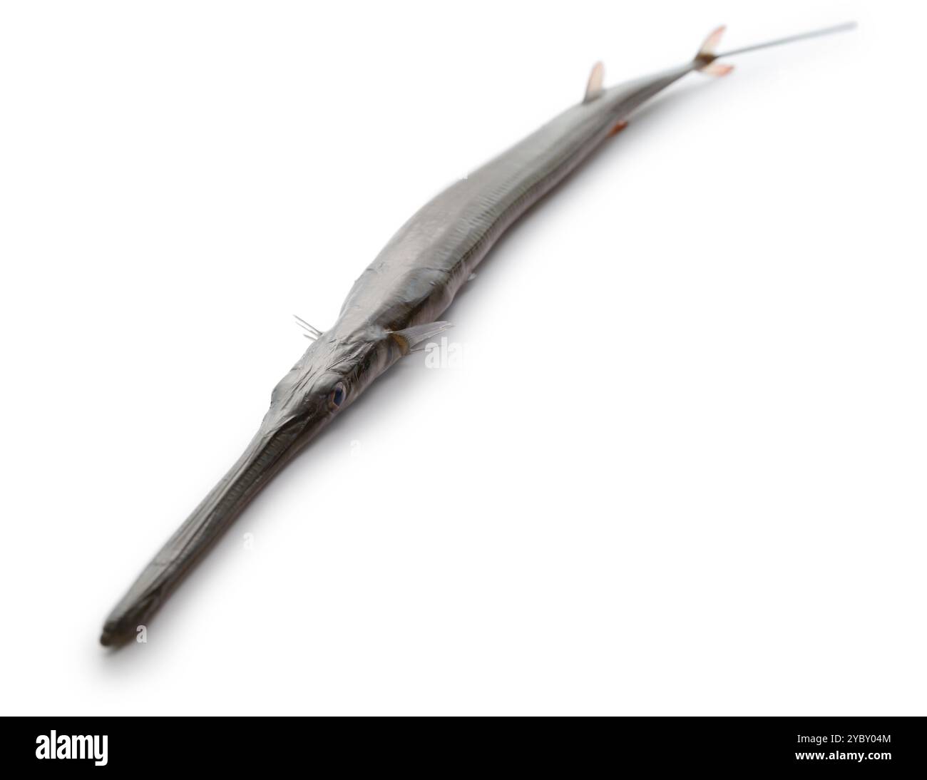 Cornetfish isolatede on white background Stock Photo - Alamy
