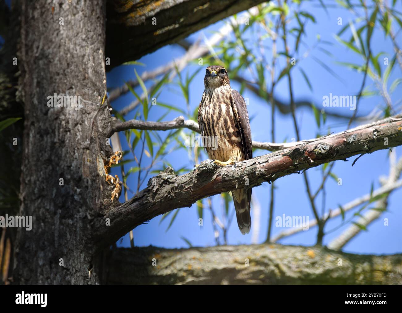 The Merlin (Falco columbarius), juvenile bird. Is a small species of ...