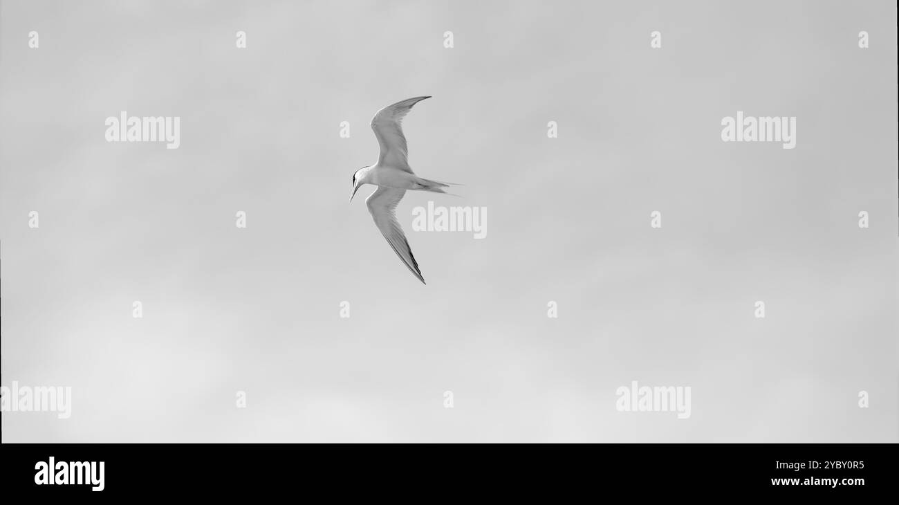 A Royal Tern Bird Is Flying With Spread Wings In Black And White Banner ...