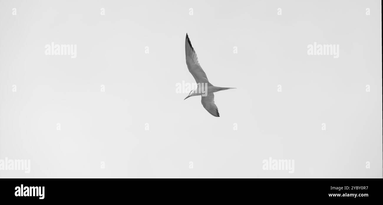 A Royal Tern Bird Is Flying With Spread Wings In Black And White Banner ...