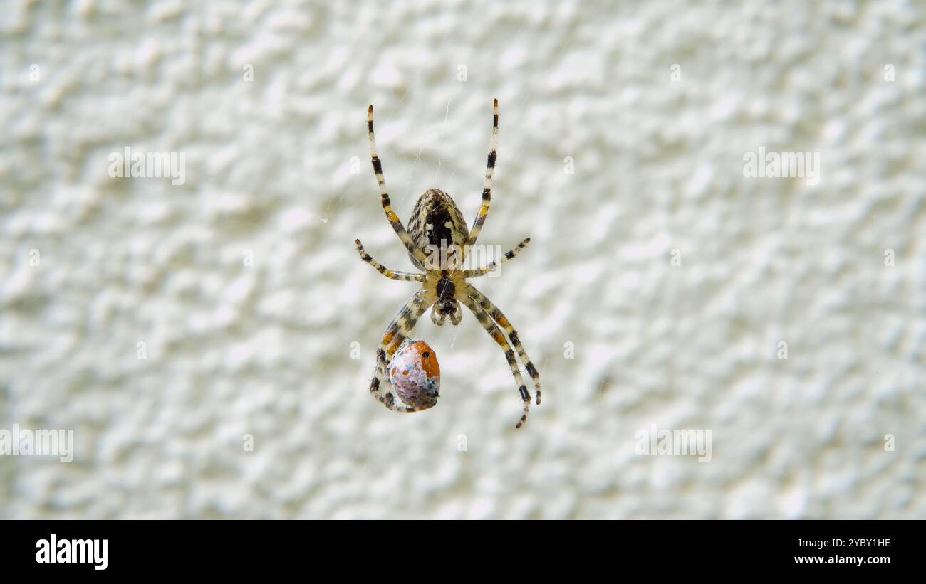 Close-up of the striped barn spider (Araneus cavaticus) capturing its ...