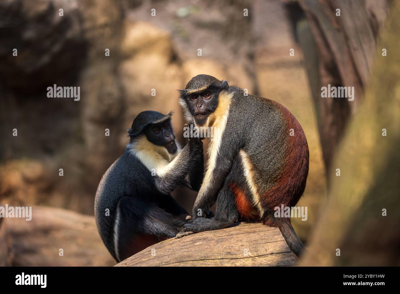 Pair of adult Diana monkeys, Cercopithecus diana Stock Photo - Alamy