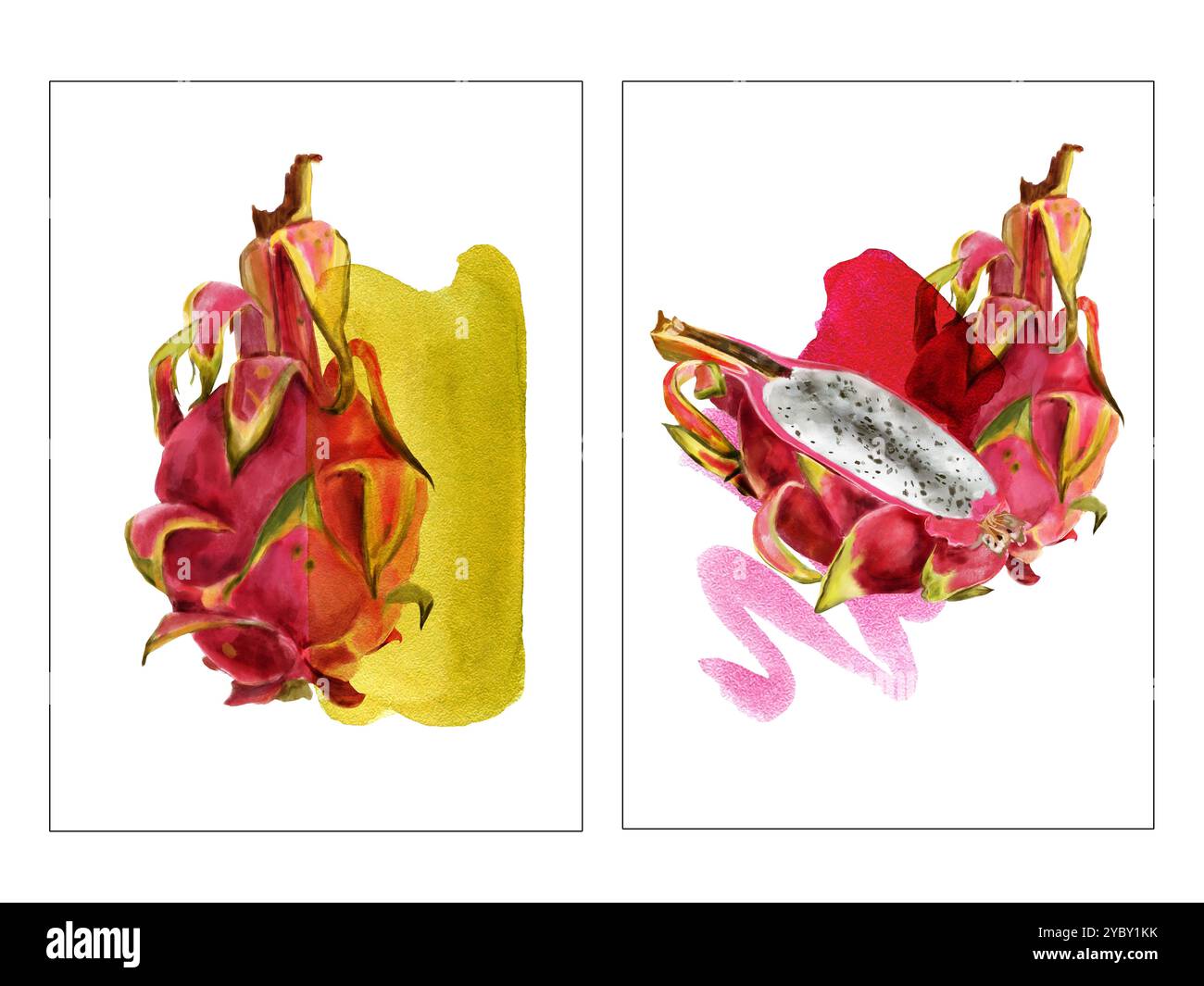 Pitaya slices, bright pink watercolor stain. Hand drawn watercolor ...