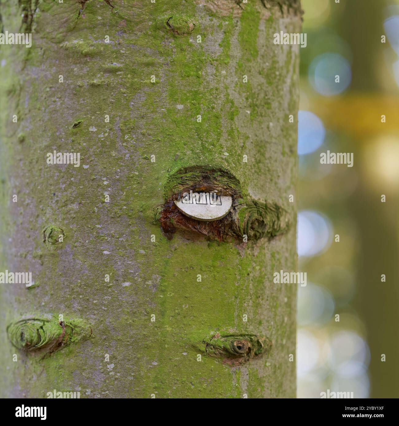 Plaque with the number of a tree ingrown into tree bark in a Park in ...