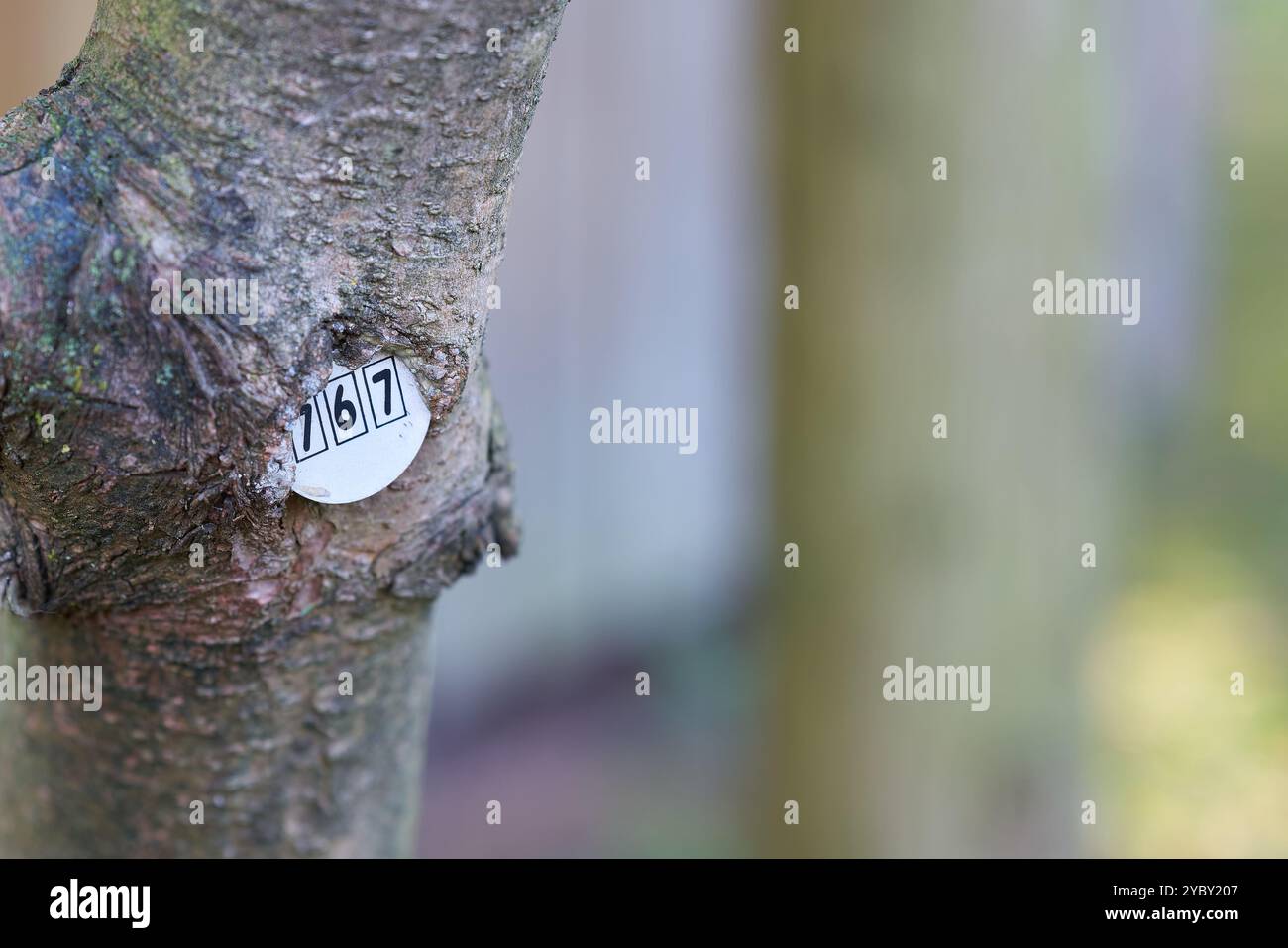 Tree number ingrown into tree bark with text space, space for text on ...
